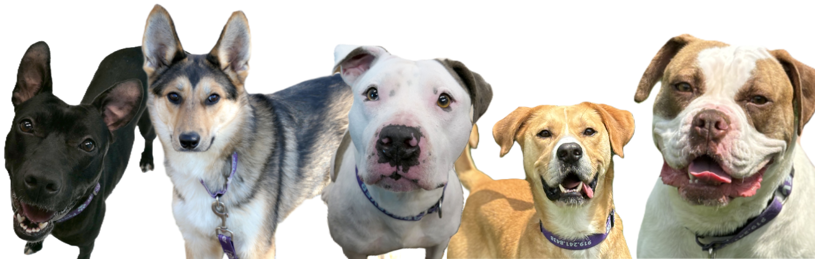 Unclog 4 Dogs | Drain Cleaning That Feeds Shelter Pups